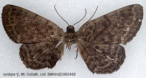 Papua Insects Foundation (Lepidoptera/Geometridae(Ennominae ...